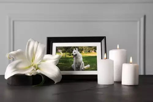 Pet Funeral Celebrants: Guiding You Through the Loss of a Pet – Titan ...